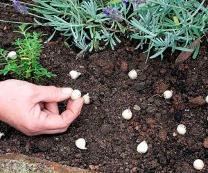 Sparaxis: planting and care in the open field, growing in the garden